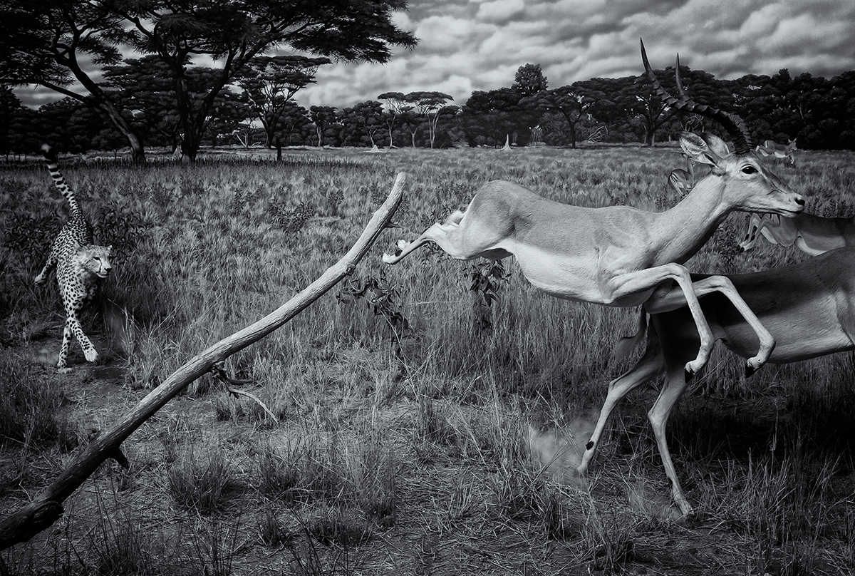 Cheetah Chasing Antelope. DNHM Nature Preserve, Africa, 2015 – The ...