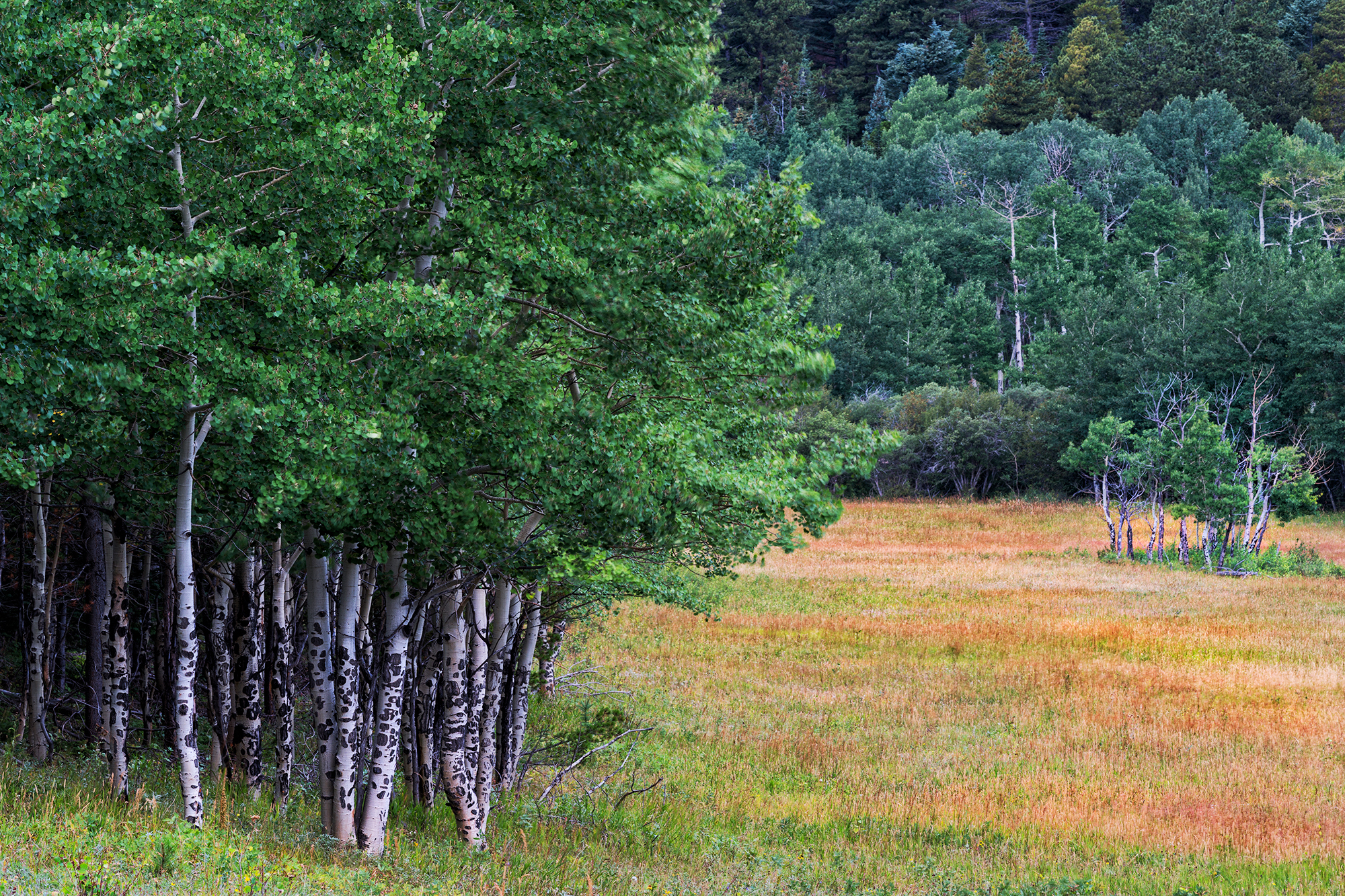 Late Summer at Caribou. Caribou Ranch Open Space, Colorado, 2016 – The ...